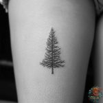 Capturing the Mystique: Exploring the Timeless Beauty of Cypress Tree ...